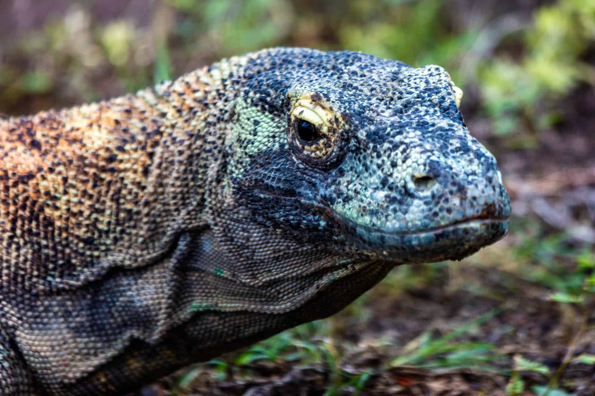 Why the Komodo dragon is nature’s ultimate lizard