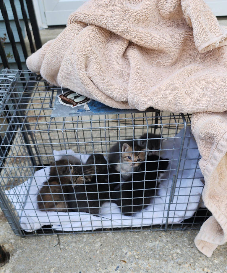 El refugio creía que estaba rescatando a dos gatos callejeros: la ...