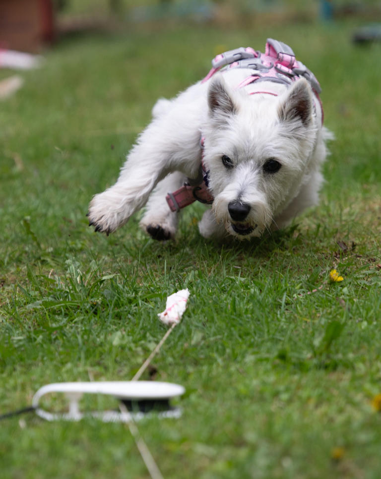 Scottish terriers come to Door County for annual Scottie rally