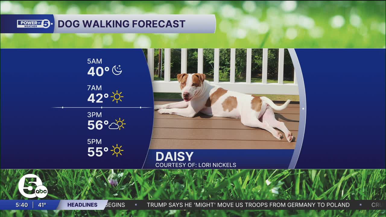 Bright but chilly Monday dog walking forecast