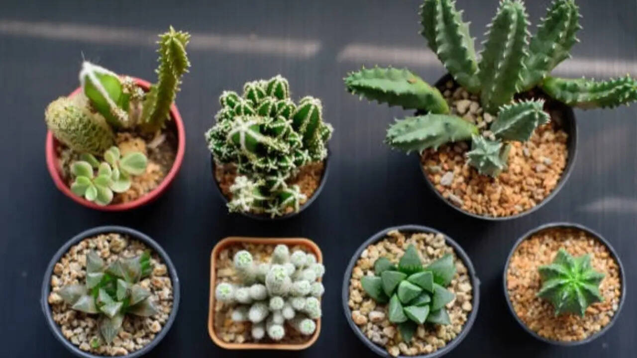 5 types of cactus plants and how to grow them at home (simple step-by ...
