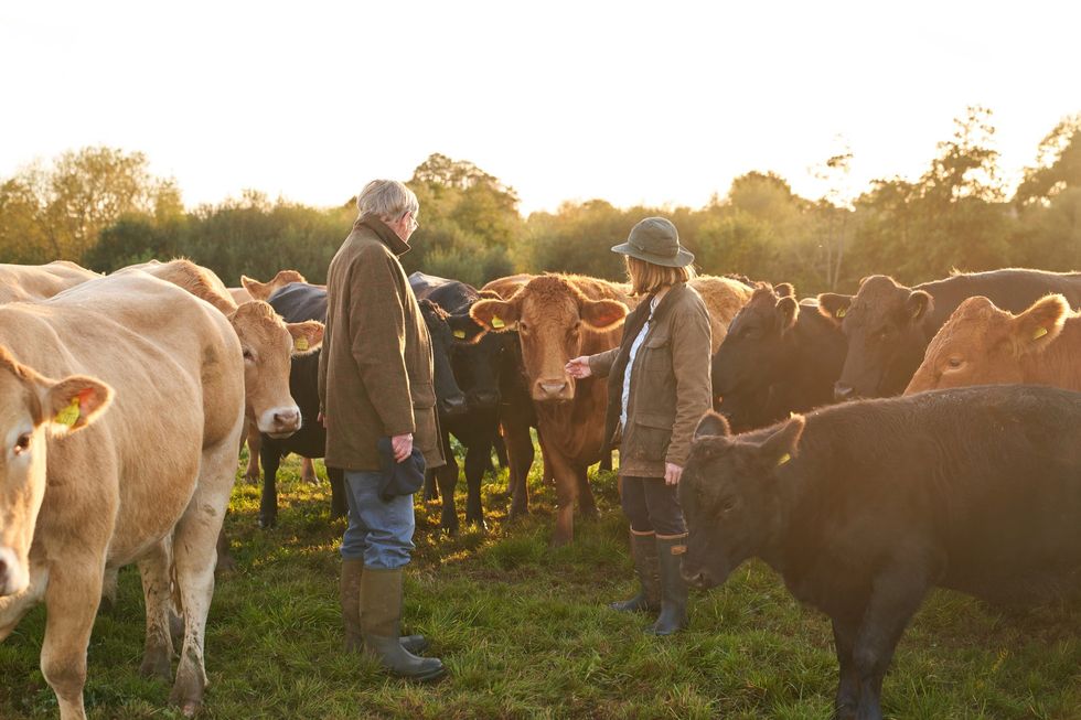 British farmers fear Donald Trump's 'one-way traffic' beef deal will ...