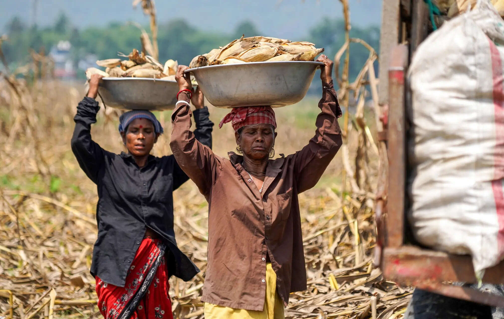 Maize emerges as India’s top ethanol feedstock as supplies surpass 515 ...