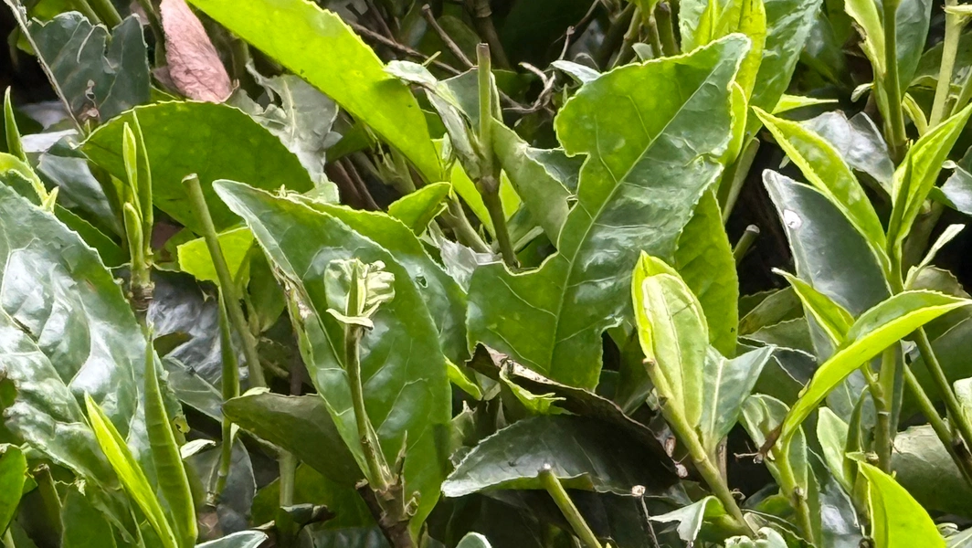 Climate change threatens taste and supply of British tea