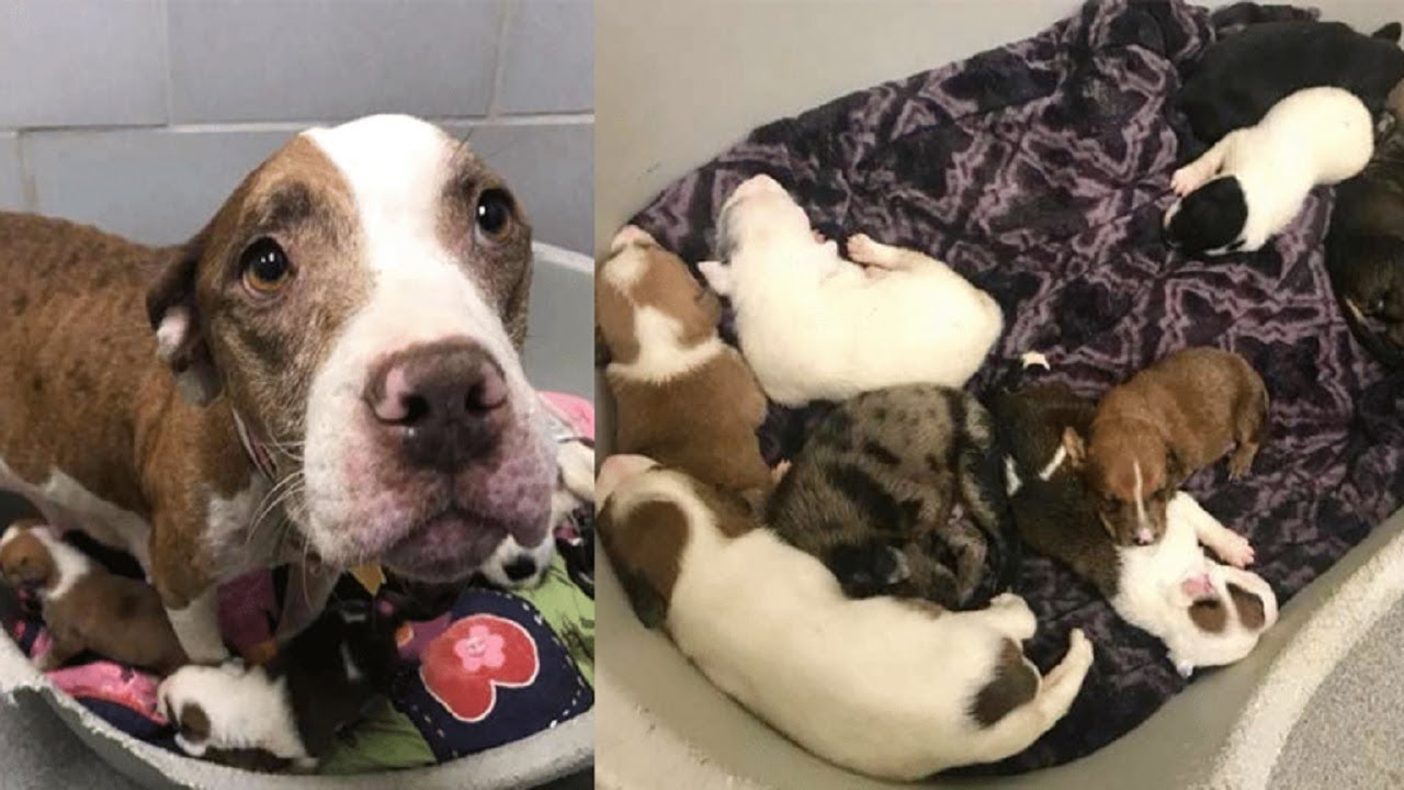 Dog confused why owner abandoned her after giving birth