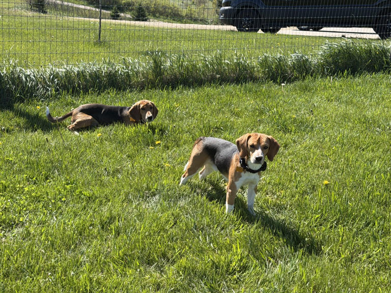 Ridglan Farms dogs begin adjusting to home life in foster care across ...