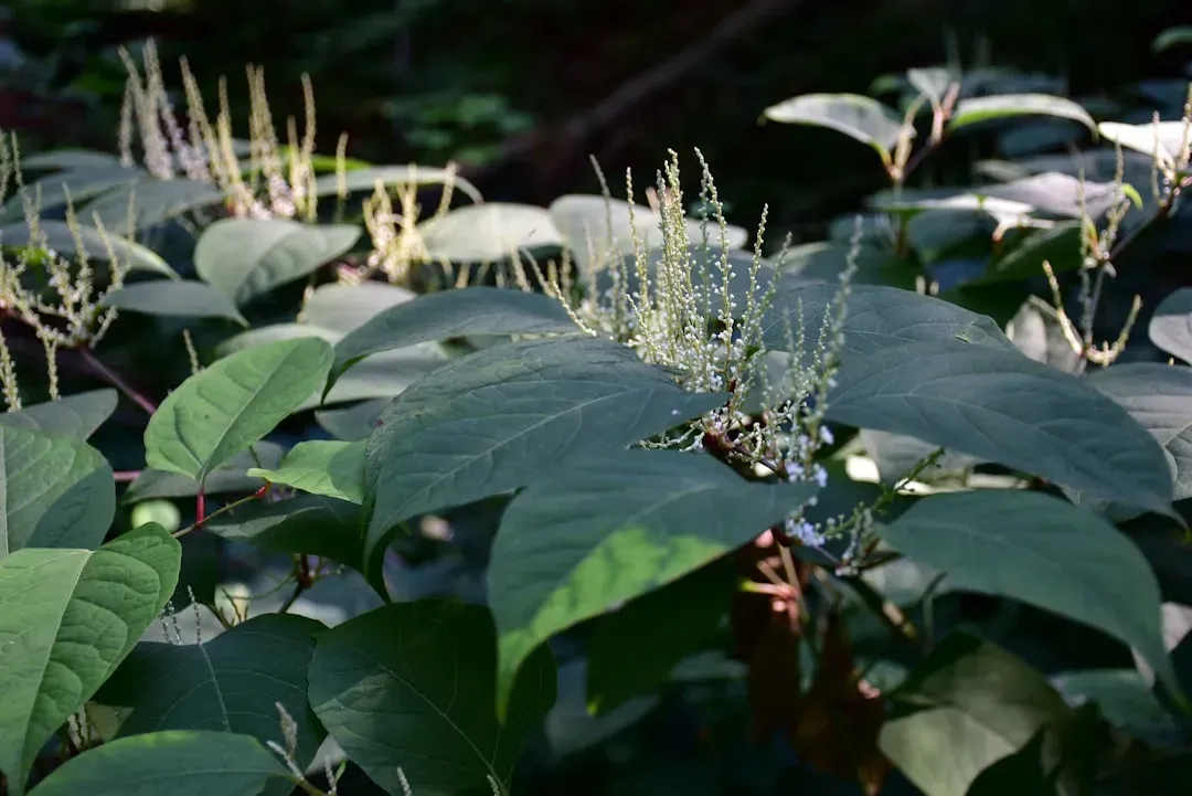 7 common backyard plants that could get you fined without warning