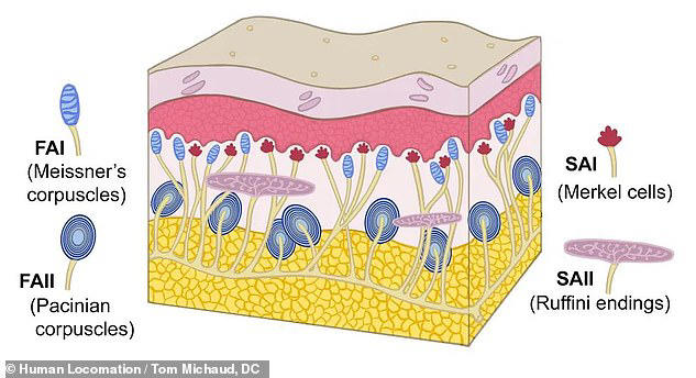 Scientists reveal your nervous system 'turns up' sensations in your ...