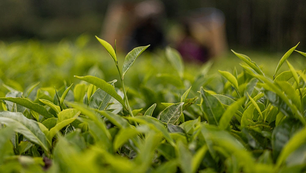 Climate change threatens taste and supply of British tea