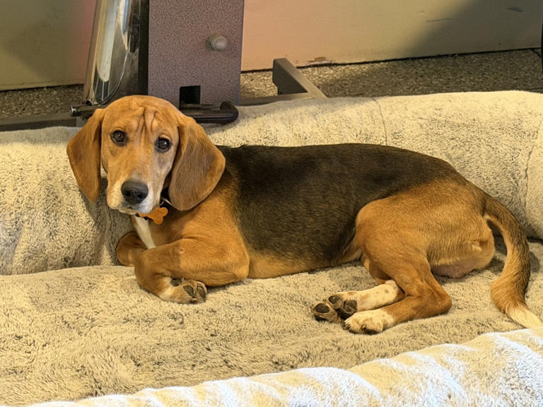 Ridglan Farms dogs begin adjusting to home life in foster care across ...