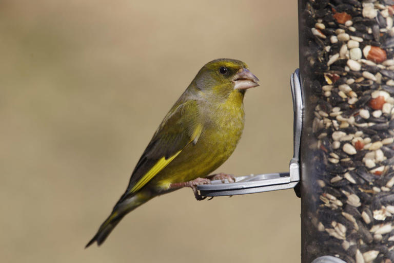 How bird feeders may be behind a sharp decline in beloved UK creatures
