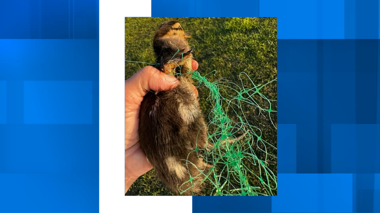 Growing pains: Residents say erosion netting meant to protect ...