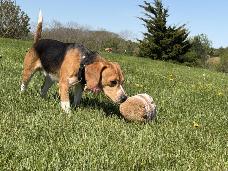 Ridglan Farms dogs begin adjusting to home life in foster care across ...