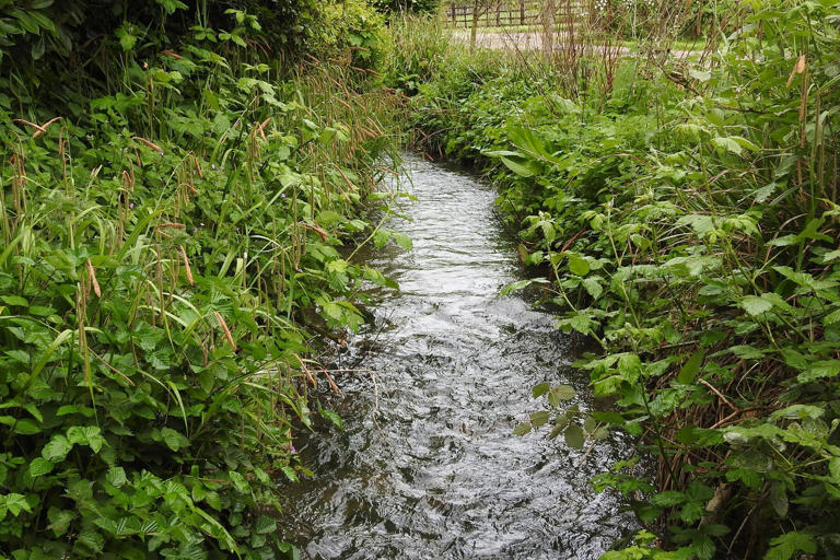 Lincolnshire Chalk Stream Project celebrates major milestone