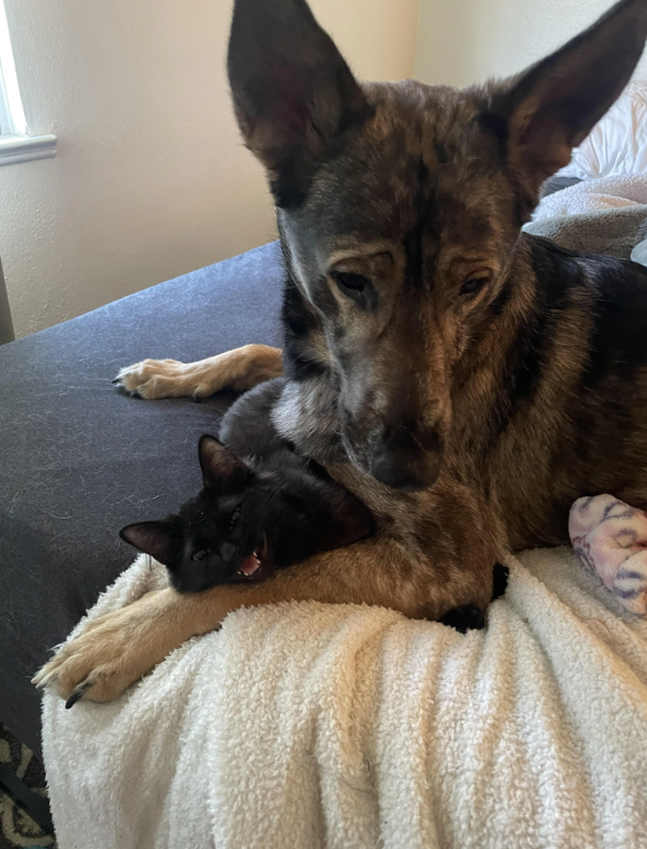 23 Cute Dogs Curled Up with their Favorite Canine or Cat Friends fur ...