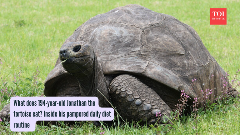 What does 194-year-old Jonathan the tortoise eat? Inside his pampered ...