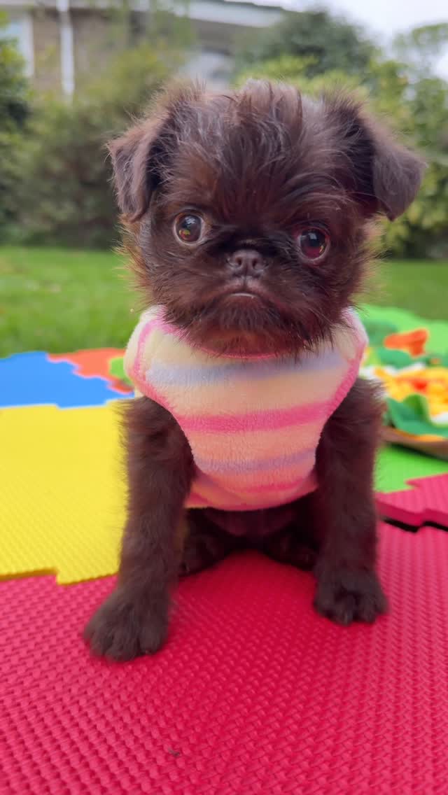 Life with a Brussels Griffon cute chaos and pure puppy love