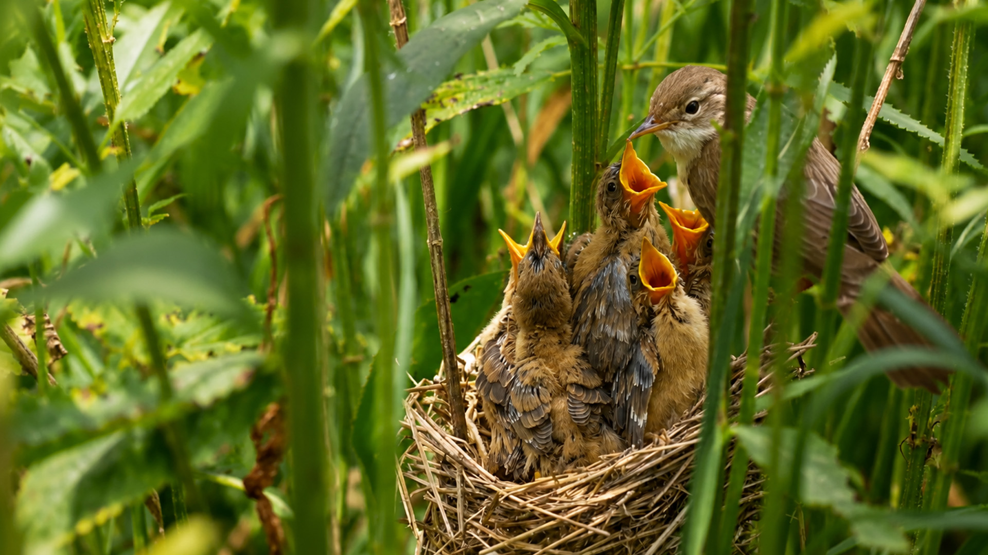Un nid d'oiseaux secret découvert par une caméra cachée dans l'herbe