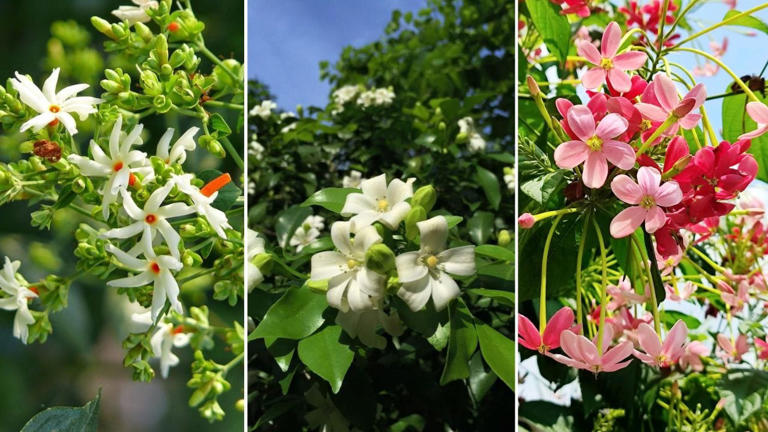 Fragrant flowers to grow at home for beauty, aroma and low-maintenance ...