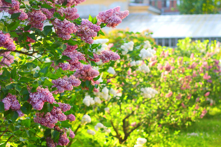 3 things to do with lilac after flowering, including the key pruning task