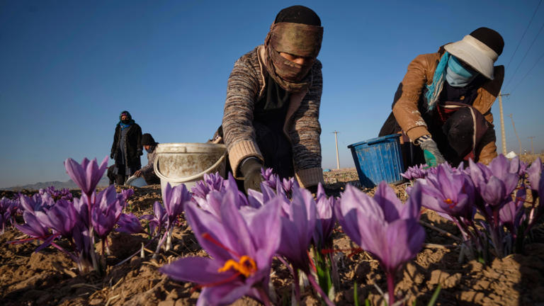 Iran war leads to spike in saffron price