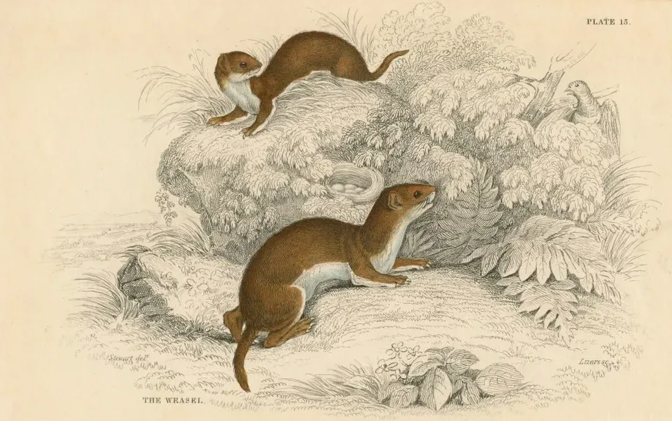 Ancient fossil rewrites weasel family history