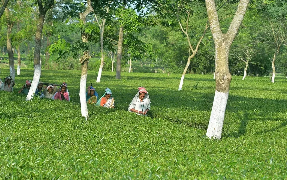Climate change threatens flavour and supply of British tea