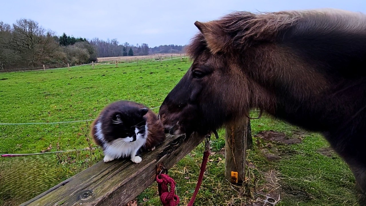 Lonely horse had no friends - until a stray cat changed her life