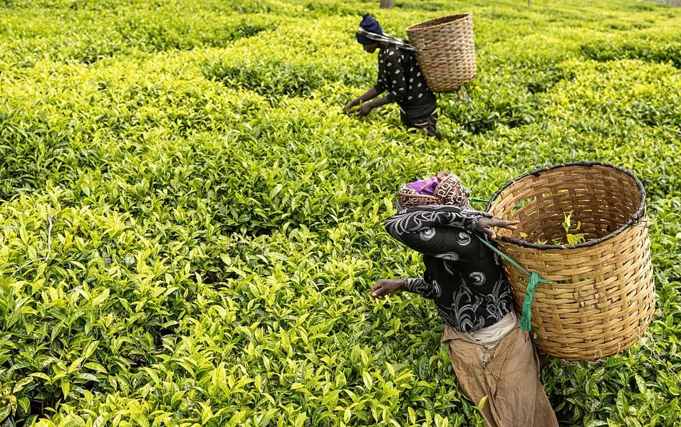 Climate change threatens taste and supply of British tea
