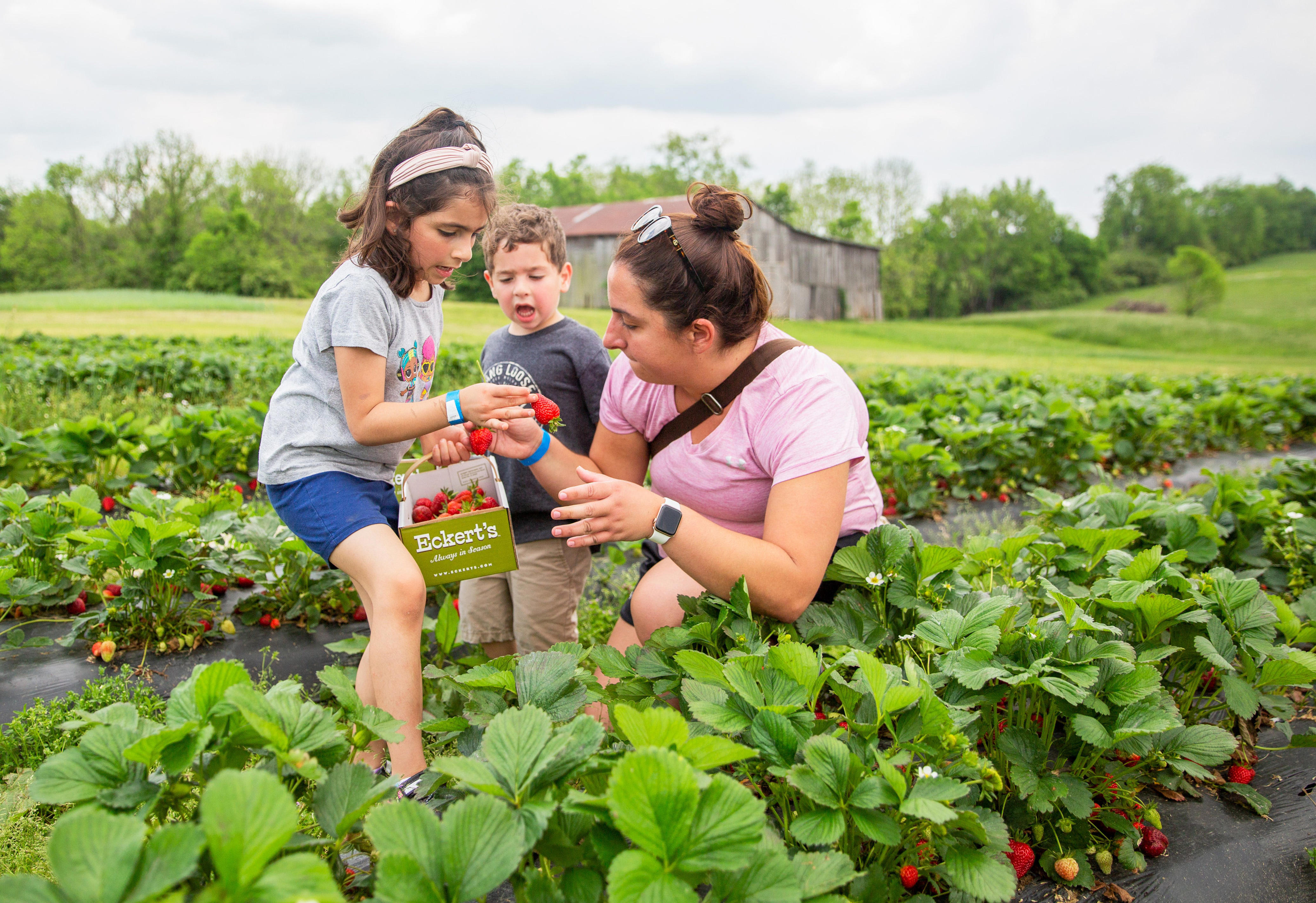 Here are 8 places near Louisville to go strawberry, berry picking
