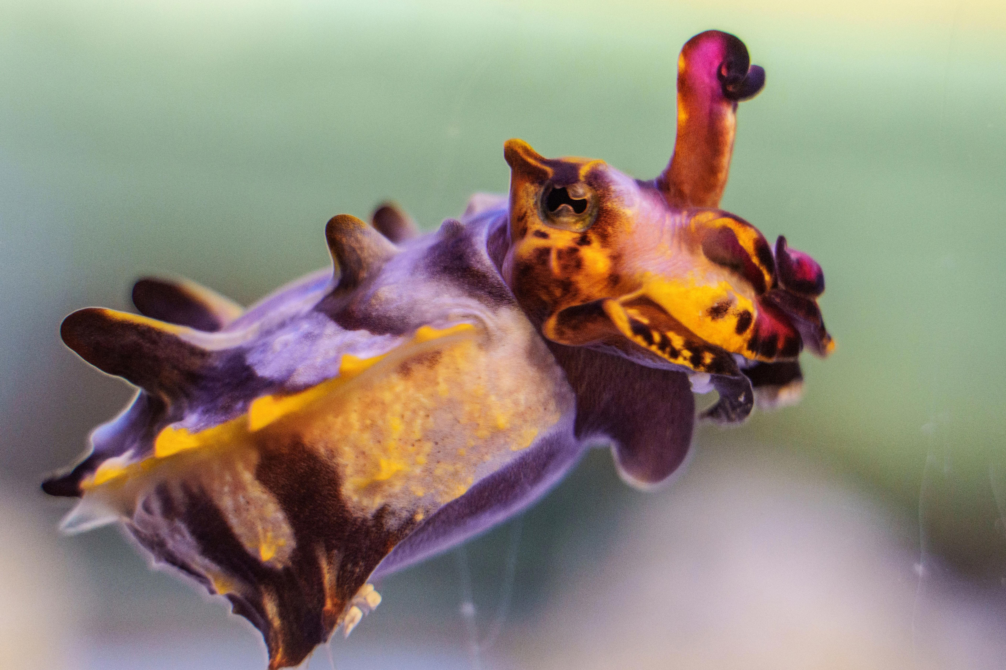 Sanibel's Bailey-Matthews National Shell Museum & Aquarium adds species