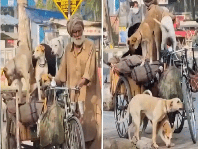 Video: Video of elderly man driving a rickshaw with five dogs goes ...