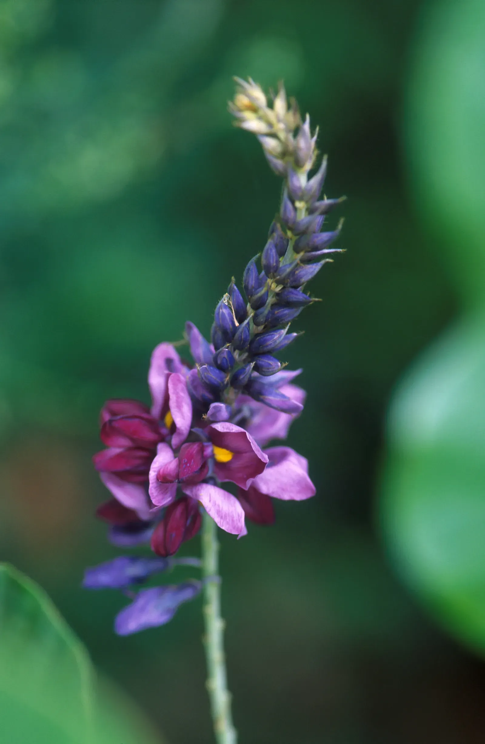 7 common backyard plants that could get you fined without warning