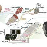 New smart artificial muscle could bring human-like feedback to humanoid ...