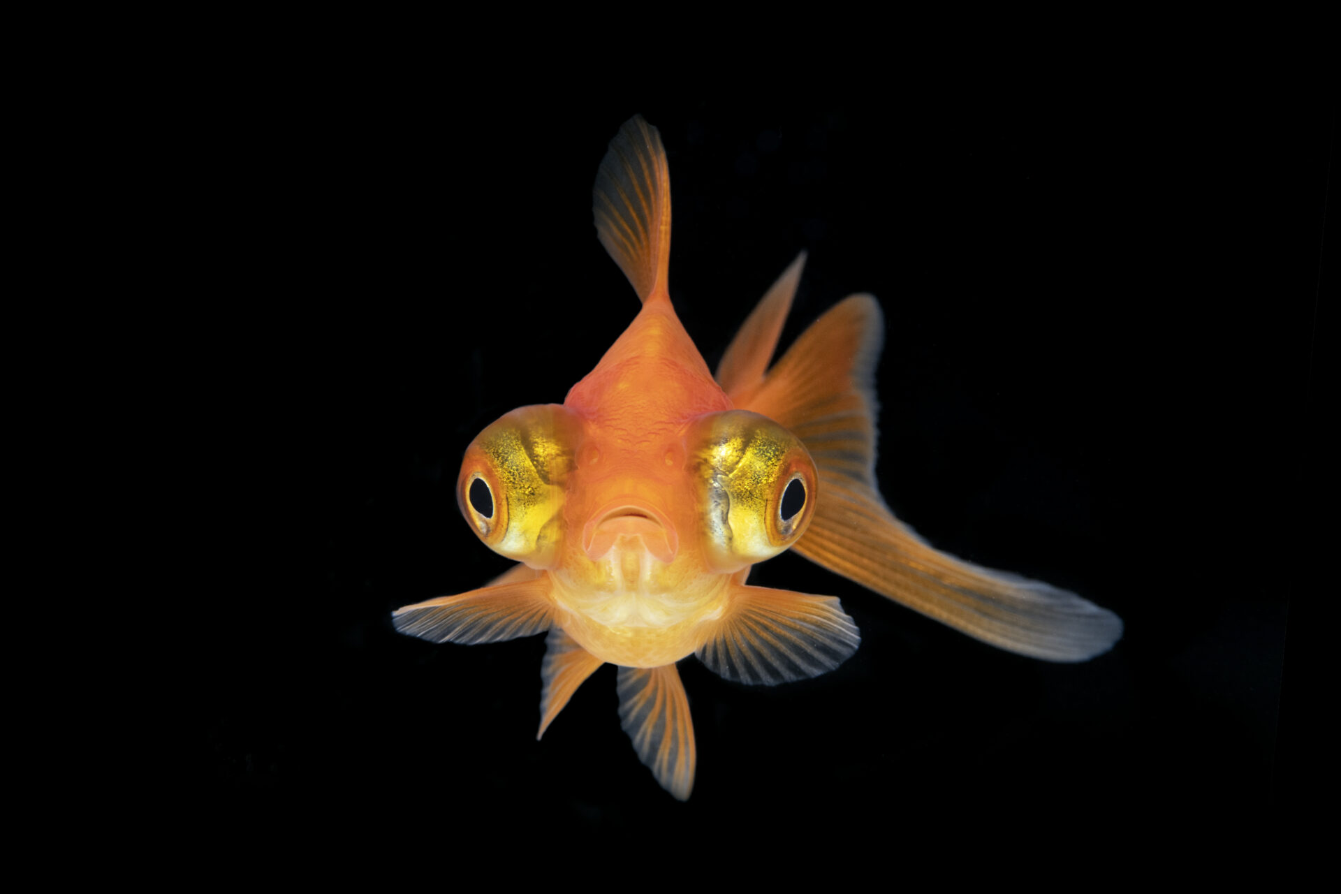 Por que este peixe adorável é um perigo