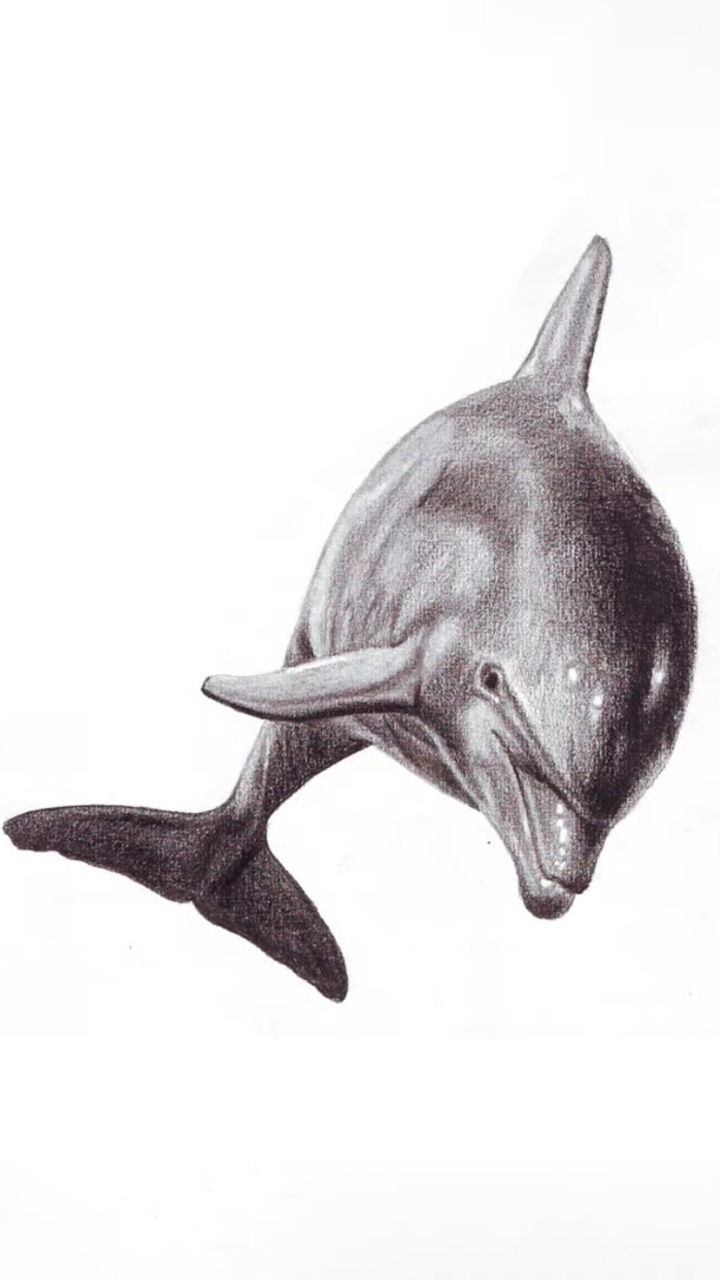 Stunning bottlenose dolphin artwork: Simple drawing tutorial for all ages