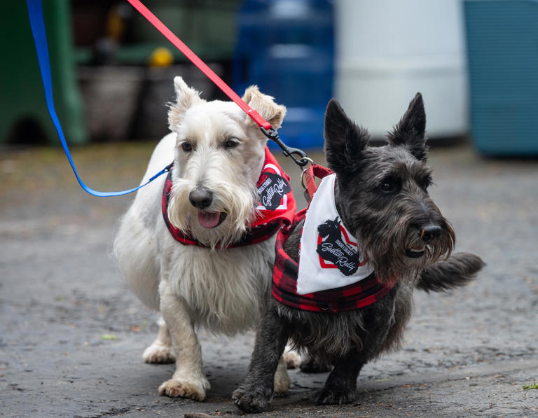 Scottish terriers come to Door County for annual Scottie rally