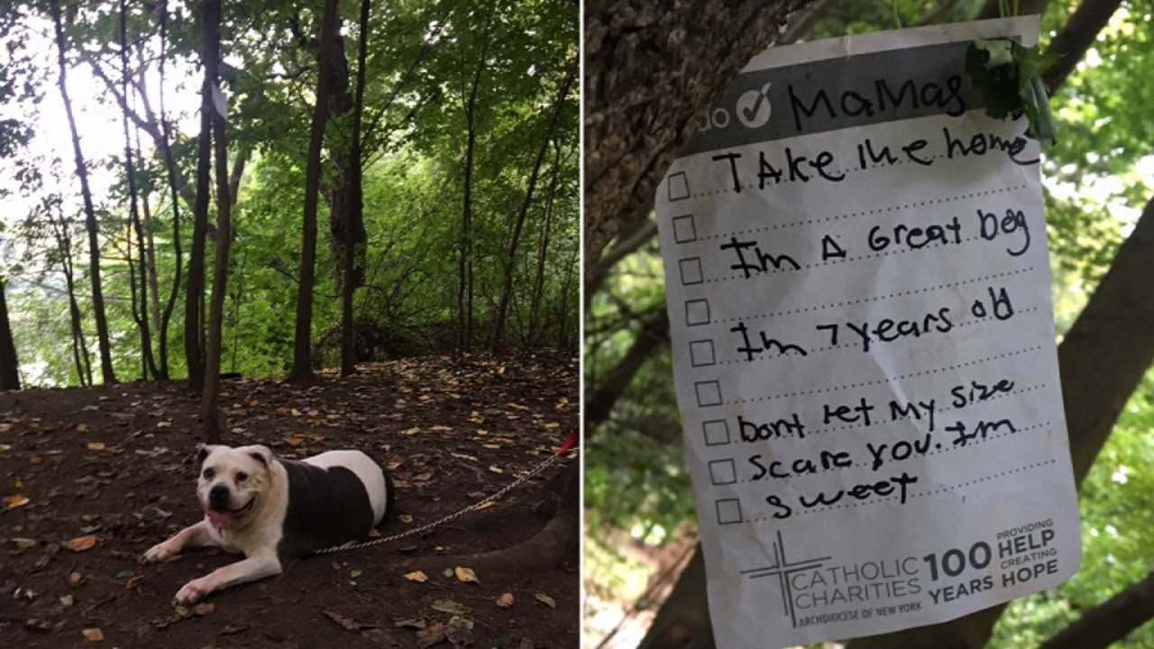 A man found a dog chained to a tree in a park - and then he discovered ...