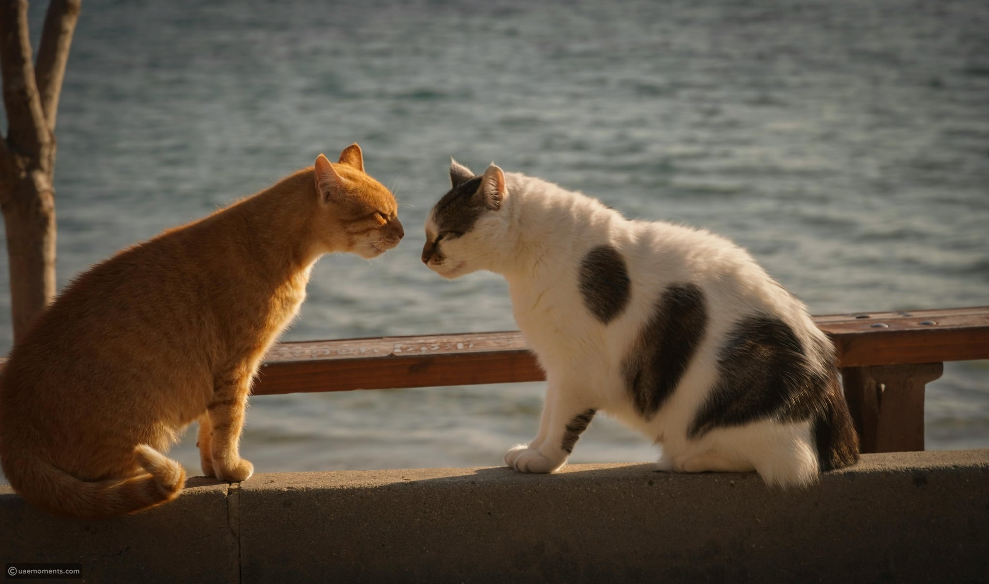 Cats stick butts out for this 'friendly' reason when you pet them