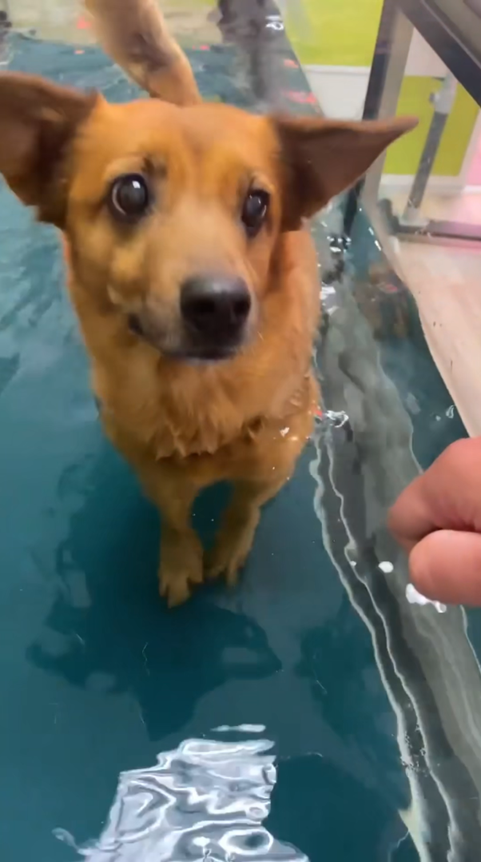 Faszinierende Hunde-Hydrotherapie aus nächster Nähe