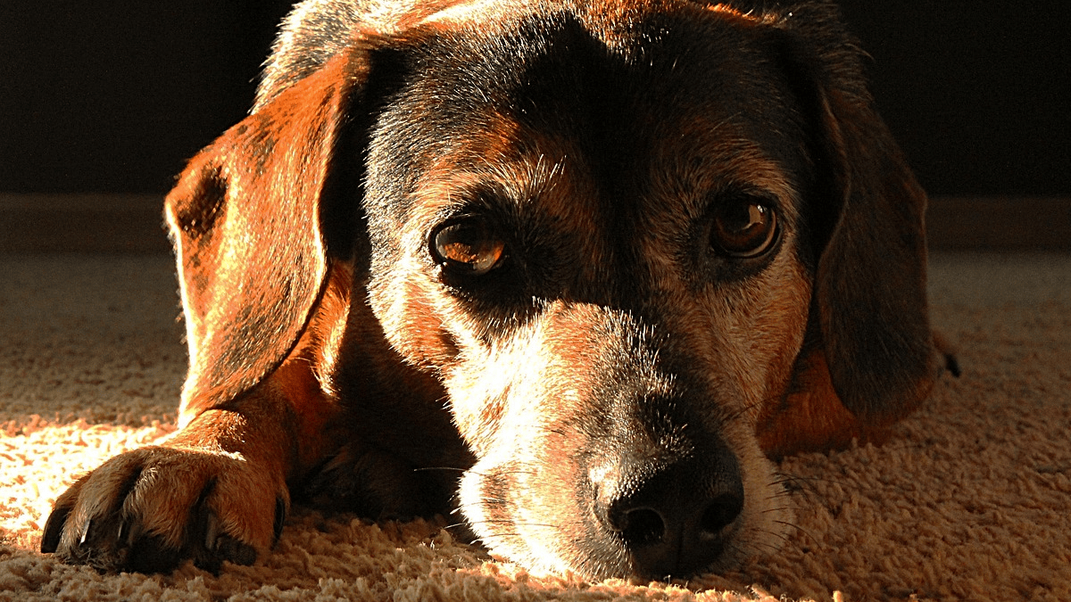 10 comforting beliefs about what happens to dogs after death