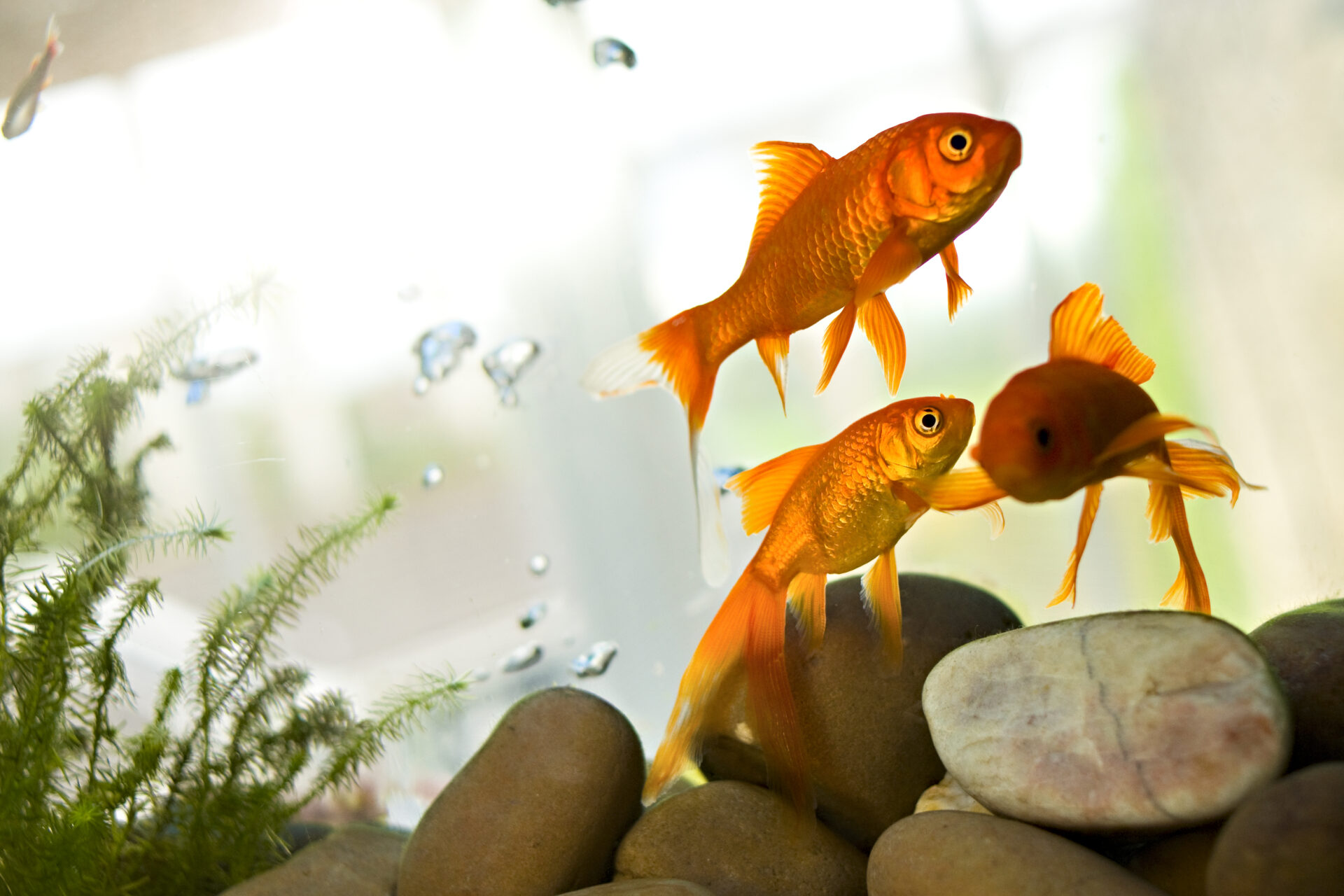 Por que este peixe adorável é um perigo