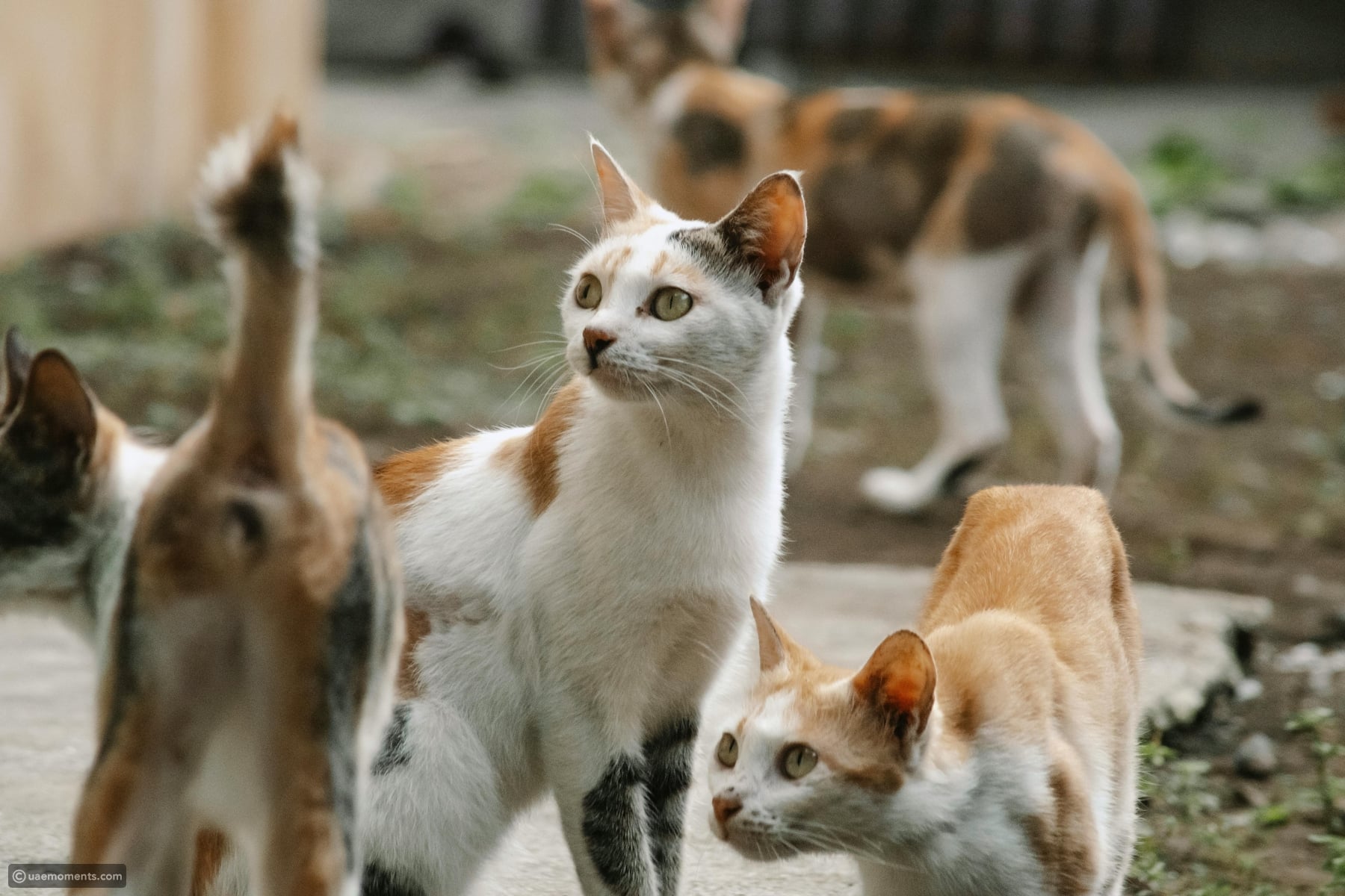 Cats stick butts out for this 'friendly' reason when you pet them