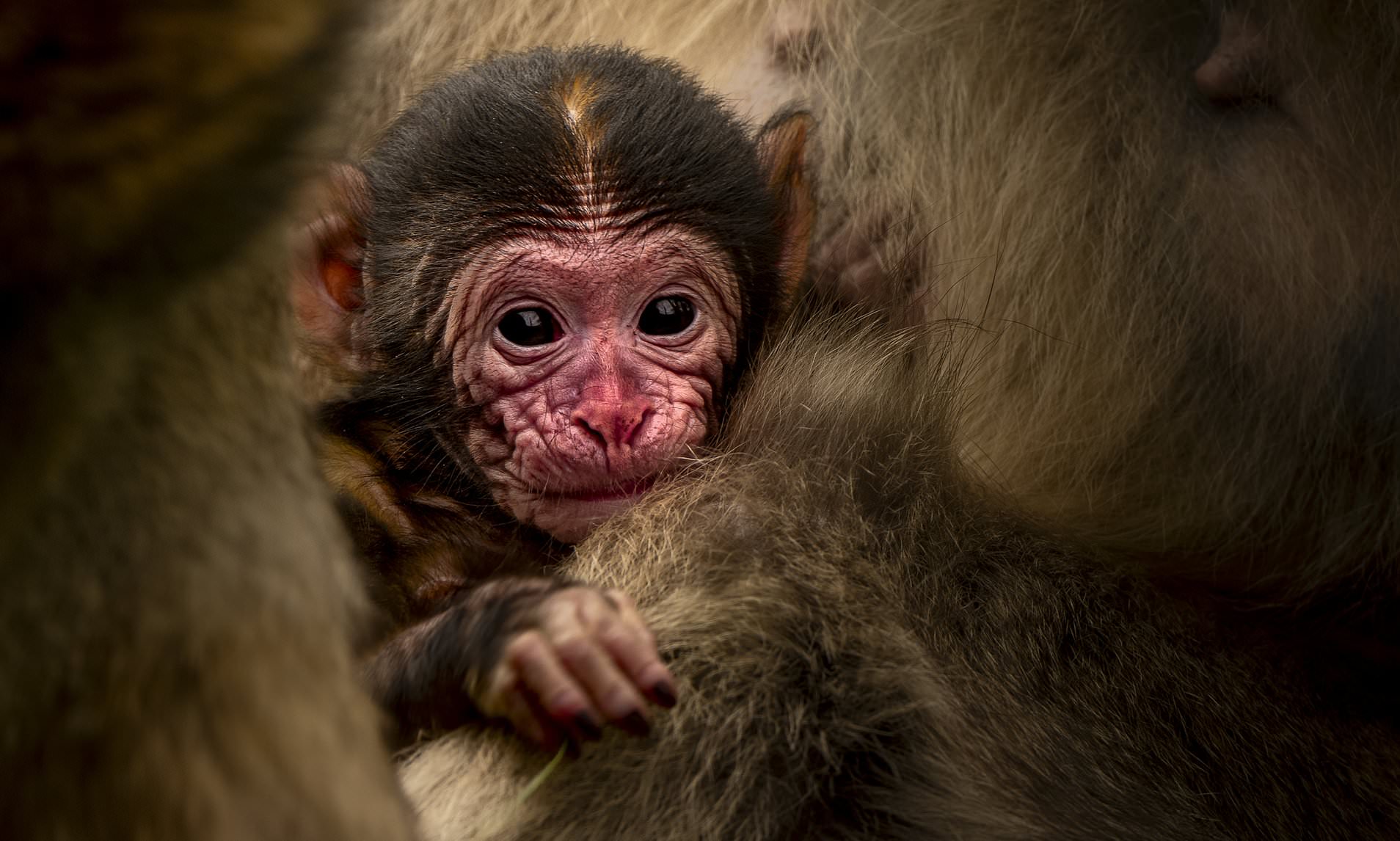 Four 'highly endangered' baby macaques born in the UK's only monkey forest