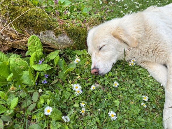 RSPCA warns UK dog owners about 6 toxic spring plants to remove from garden