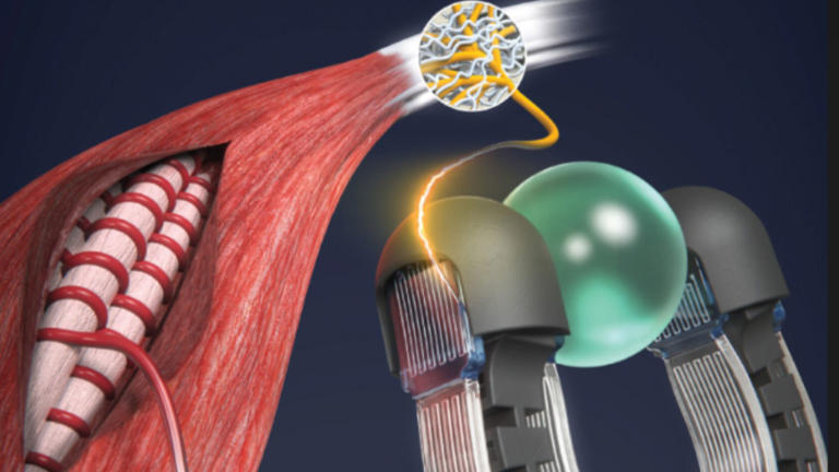 New smart artificial muscle could bring human-like feedback to humanoid ...