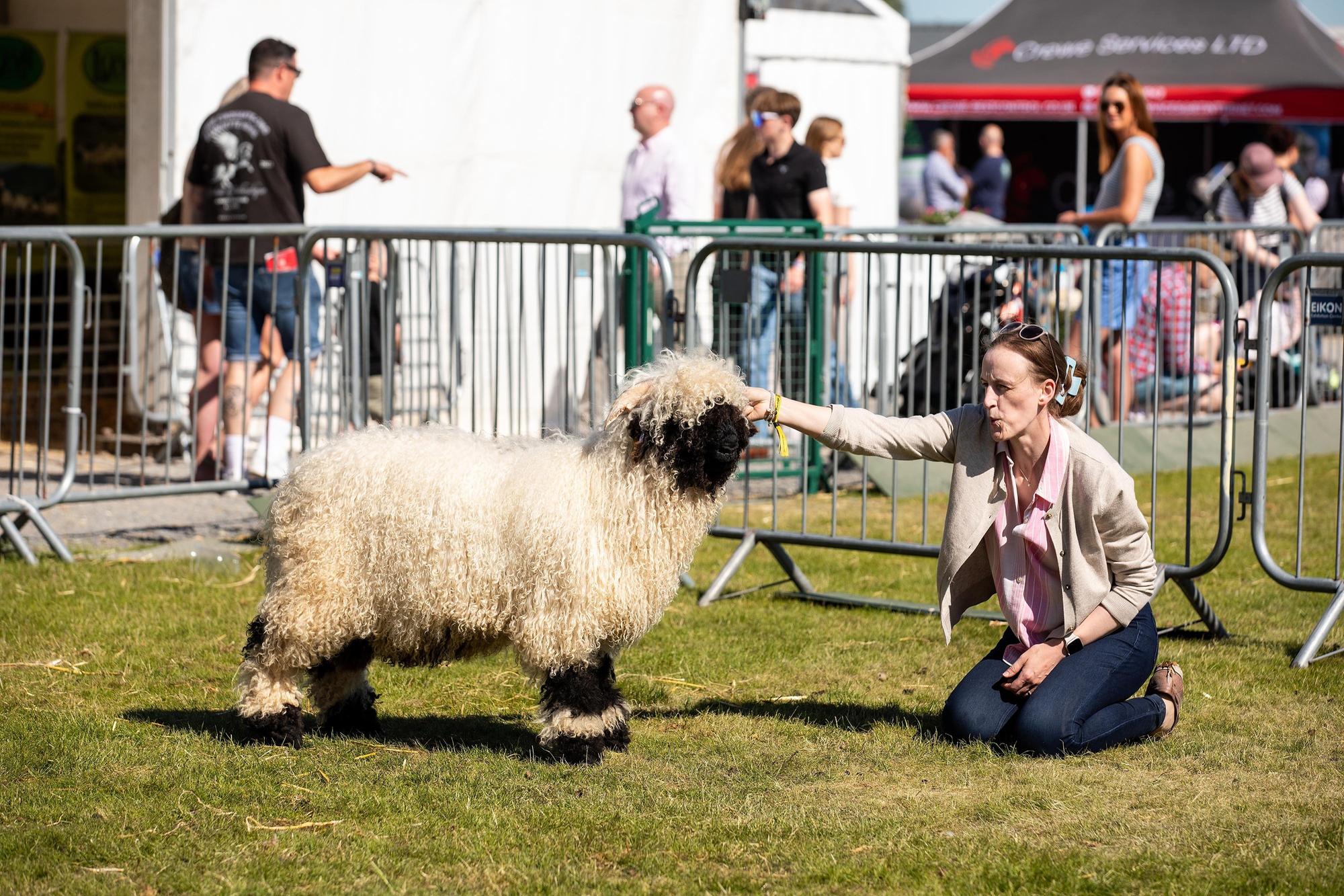 No poultry class again this year at Balmoral Show because of bird flu ...