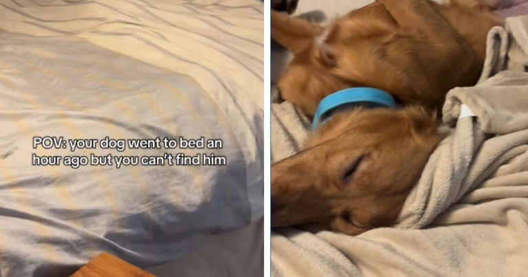 Owner can't find dog then sees paws sticking out of blankie
