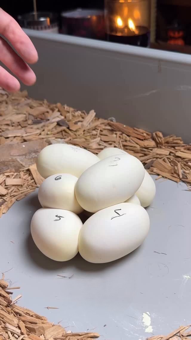 The Molinaro Snake Lab prepares an egg box