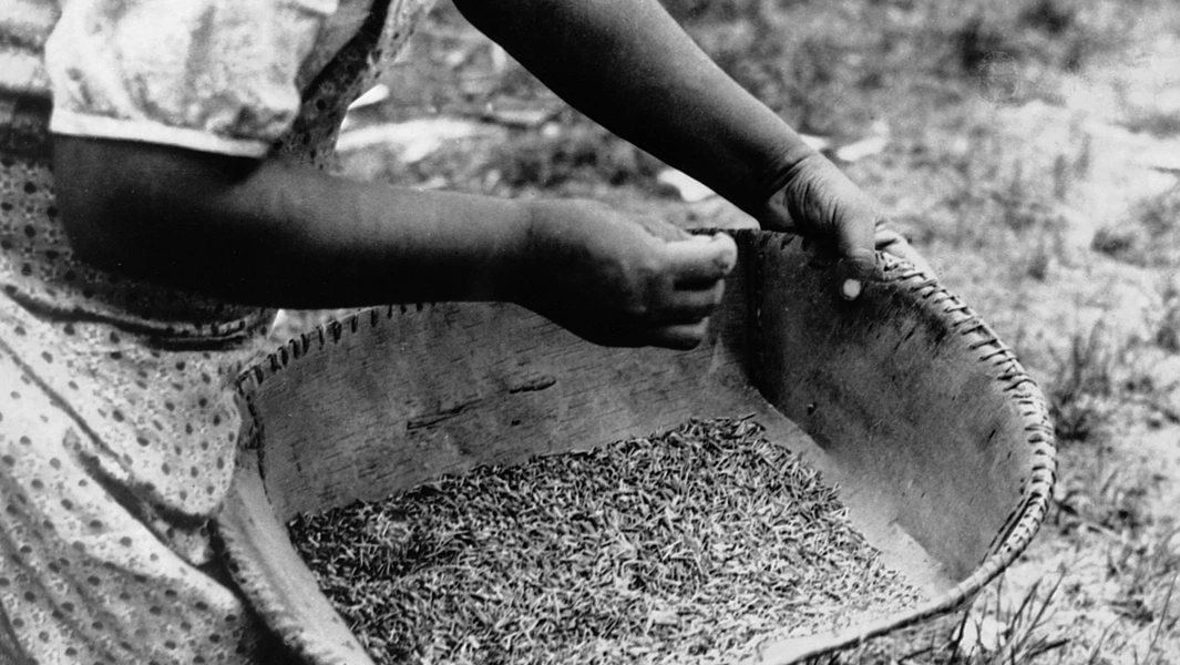 Master the art of perfect rice cooking